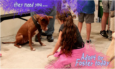 Adopt - Flagler Humane Society