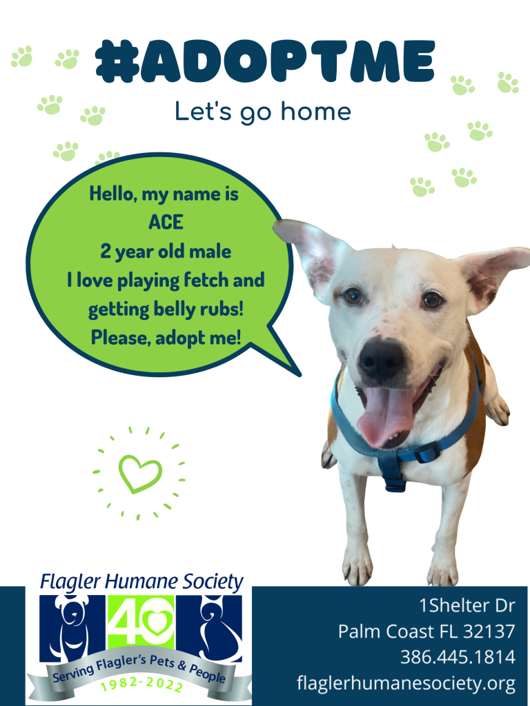 Featured Adoptable Pets - Flagler Humane Society