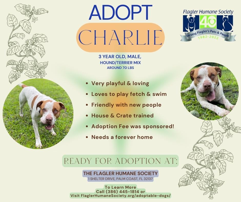 Featured Adoptable Pets - Flagler Humane Society