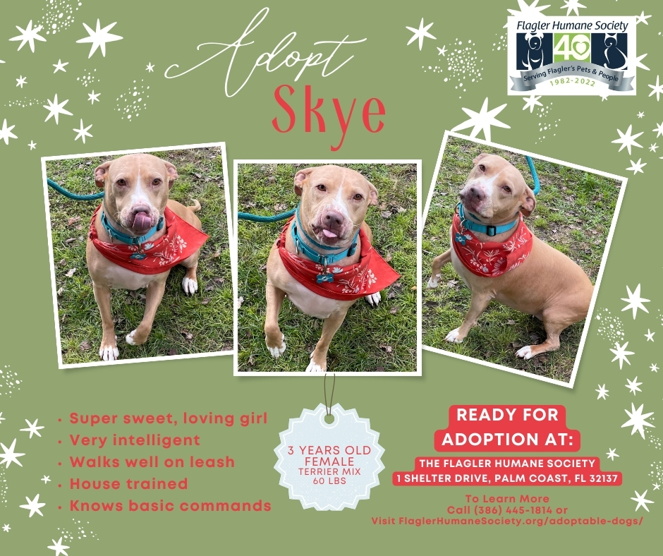 Featured Adoptable Pets - Flagler Humane Society