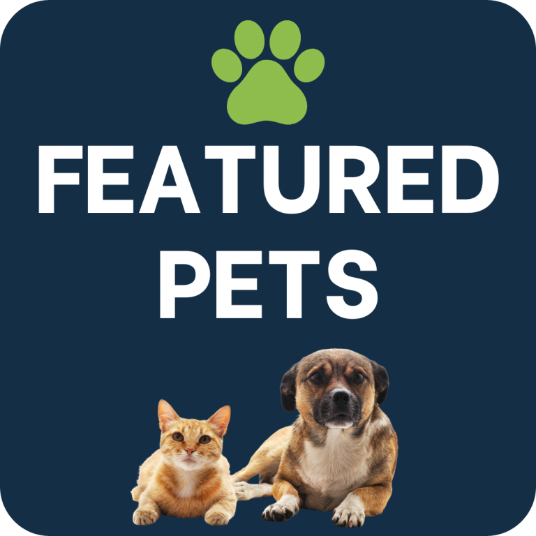 Adopt – Flagler Humane Society