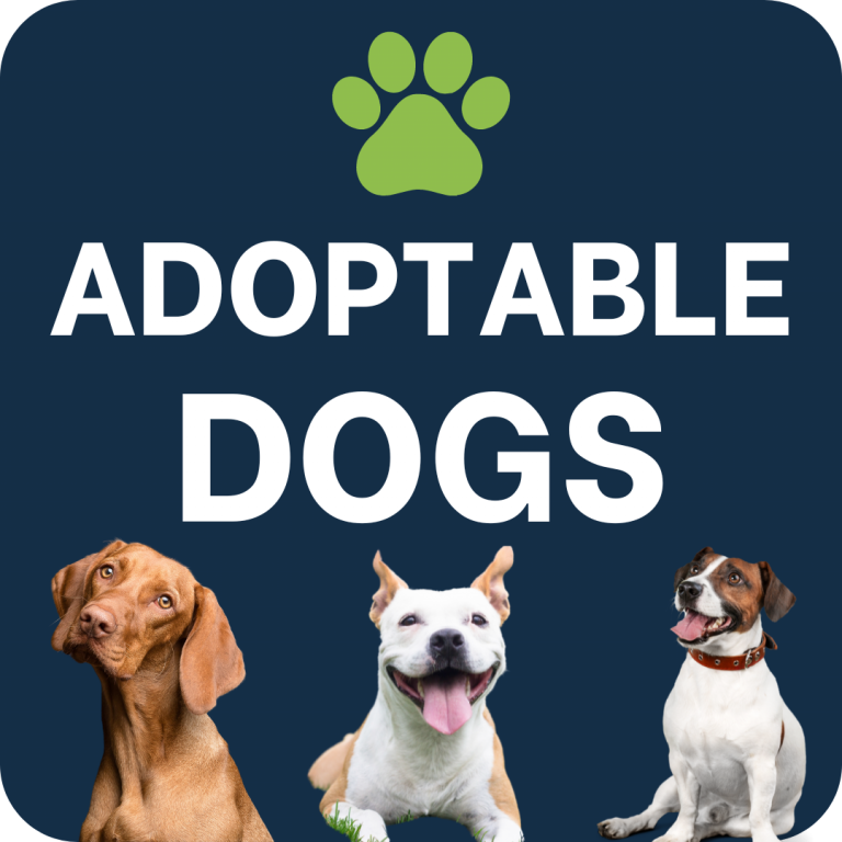 Adopt – Flagler Humane Society