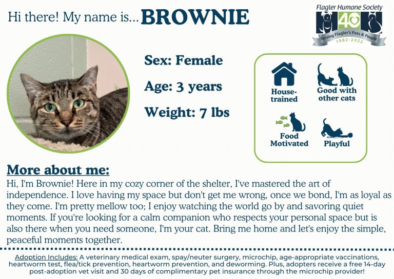 Featured Adoptable Pets – Flagler Humane Society